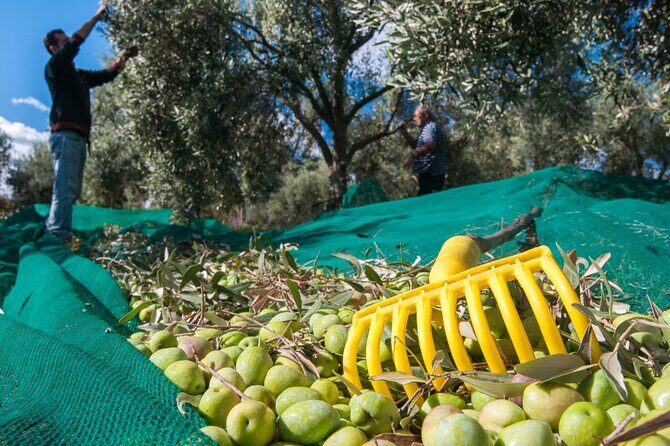 Private Tour:Visit of Agricultural Farm and free time in Olympia - Value and Logistics