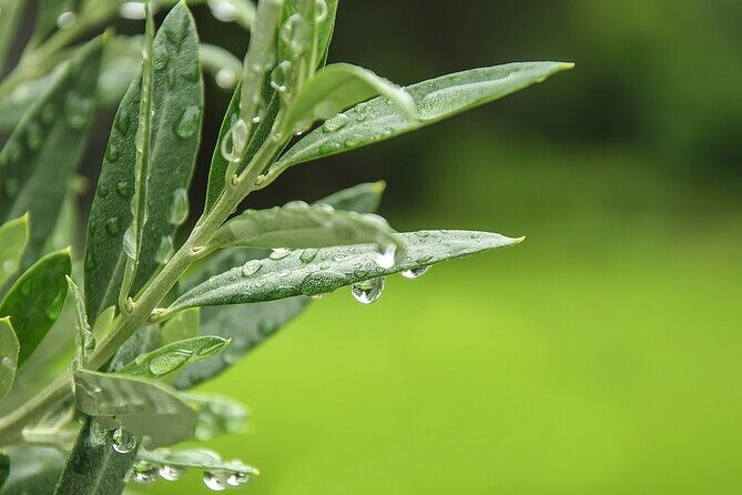 Private Traditional Olive Grove and Dragon Fruit Farm Tour - A Close Look at the Tour Experience