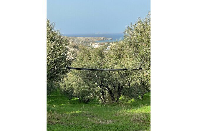 Private Traditional Olive Grove and Dragon Fruit Farm Tour - Who Should Consider This Tour?