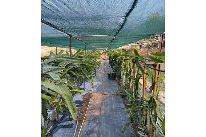 Private Traditional Olive Grove and Dragon Fruit Farm Tour - Final Thoughts