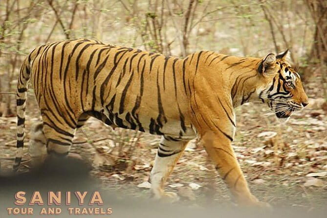 Private Transfer: Agra City to Ranthambore National Park With Abandoned City - An Honest Look at the Agra to Ranthambore Transfer