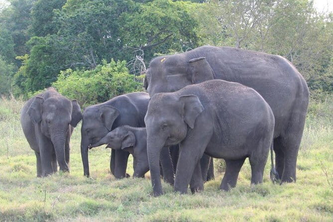 Private Transfer and Whale Watching Tour from Hikkaduwa and Galle - Who Should Book This Tour?