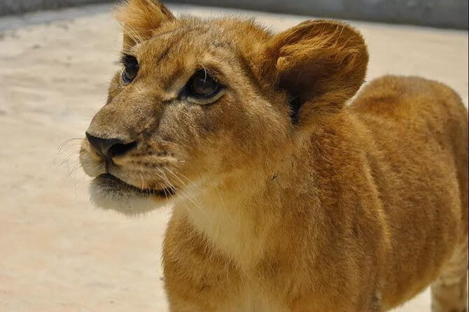 Private Transfer between Nanjing Jinniuhu Wild Animal Park and City Hotels - An Inside Look at the Transfer Experience