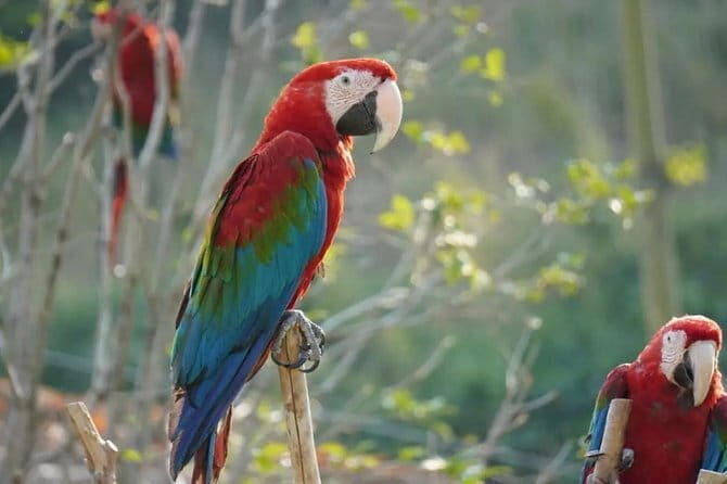 Private Transfer between Nanjing Jinniuhu Wild Animal Park and City Hotels - Delving into the Itinerary