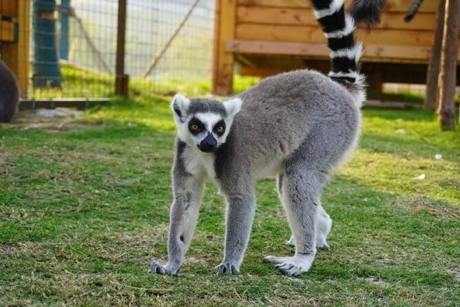 Private Transfer between Nanjing Jinniuhu Wild Animal Park and City Hotels - FAQs