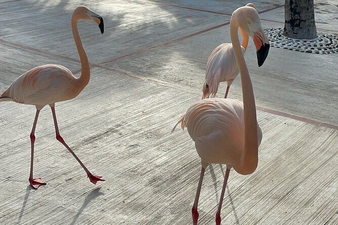 Private transfer between Santo Domingo Airport and Punta Cana - Who Is This Transfer Best For?