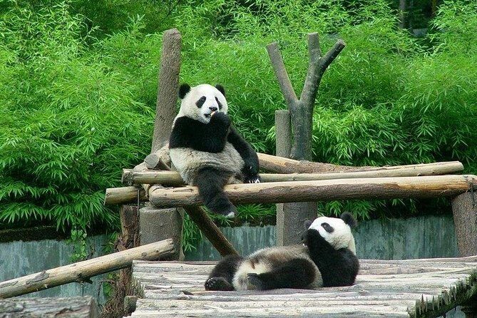Private Transfer between Shanghai Zoo and City Hotels - The Itinerary Breakdown