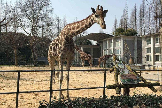 Private Transfer between Shanghai Zoo and City Hotels - FAQs