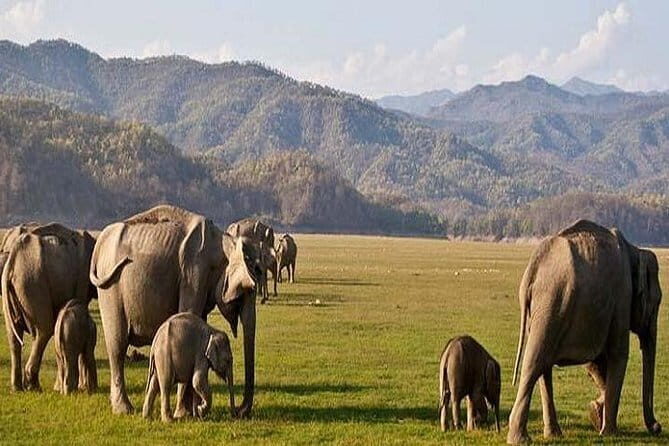 Private Transfer: Delhi to Corbett National Park with Brunch - Key Points