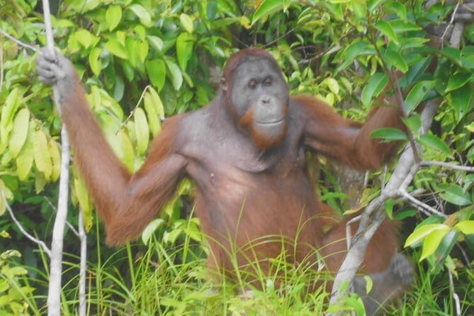 Private Transfer from Balikpapan City to Balikpapan Airport (BPN) - Final Thoughts: Is It Worth It?