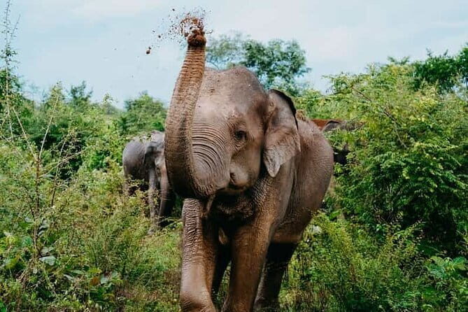 Private Transfer from Ella to Yala National Park - Final Thoughts