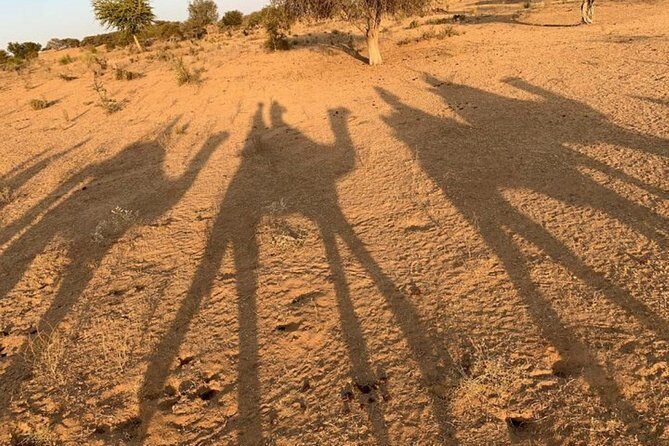 Private Transfer From Jaisalmer To Sam Sand Dunes - How Do Reviews Reflect This Service?