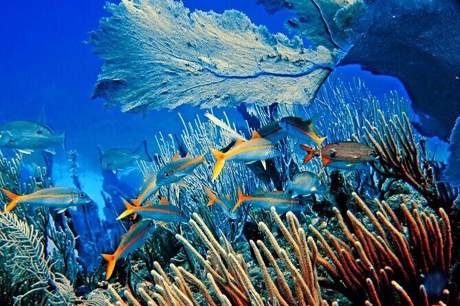 Private Transfer From Punta Cana Airport to Cap Cana, Cabeza de Toro and Bavaro - Destinations Covered and Why They Matter