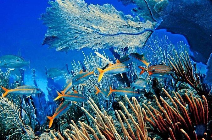 Private Transfer From Punta Cana Airport to Cap Cana, Cabeza de Toro and Bavaro - The Practicalities: Pricing, Duration, and Flexibility