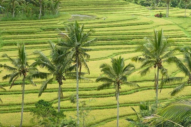 Private Transfer from Simpang Tiga to Pekanbaru Airport (PKU) - The Sum Up: Who Is This Transfer Best For?