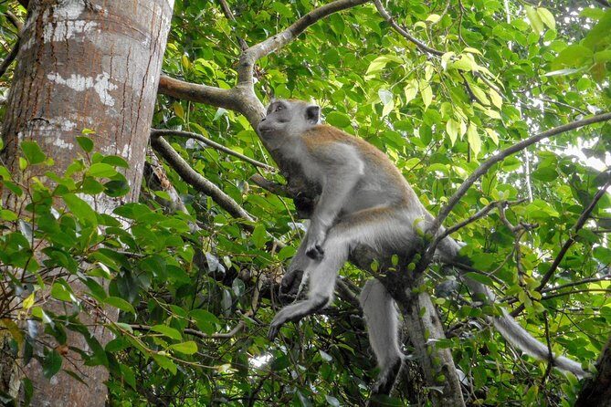 Private Transfer: Kuala Lumpur to Taman Negara National Park (Kuala Tahan Jetty) - The Cost and Value