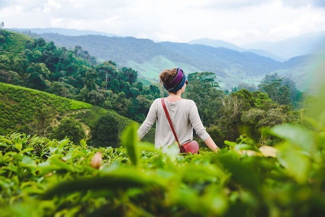 Private Transfer : National Park Kuala Tahan to Cameron Highlands - An Honest Look at the Journey