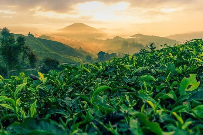 Private Transfer : Taman Negara Kuala Tahan to Cameron Highlands - A Closer Look at Cameron Highlands