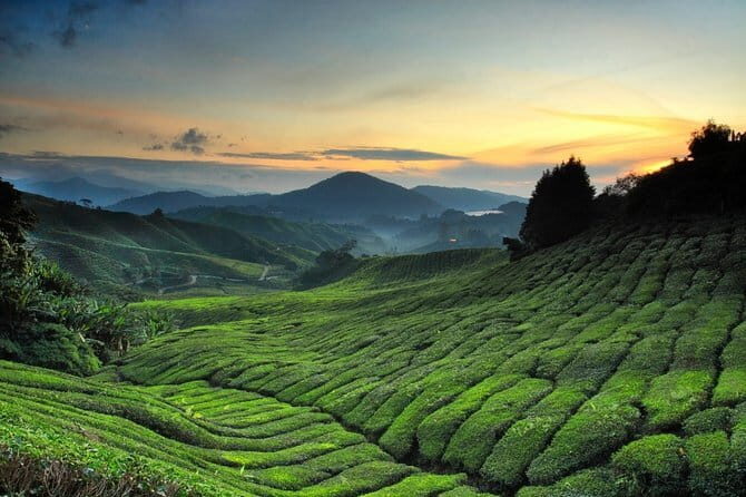 Private Transfer : Taman Negara Kuala Tahan to Cameron Highlands - FAQ