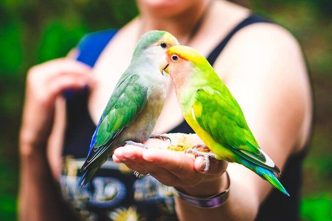 Private Transfer to Yaaman Adventure Park from Ocho Rios - An In-Depth Look at the Transfer and the Park Experience