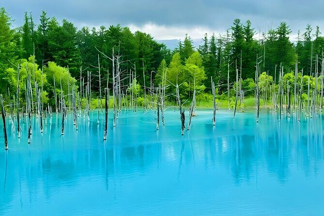 Private Transport in Hokkaido with English Speaking Driver - What It’s Like on the Road