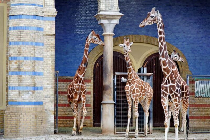 Private Transport to Berlin Zoo with Skip-the-line Ticket - Introduction: Why This Tour Could Be Your Best Day in Berlin