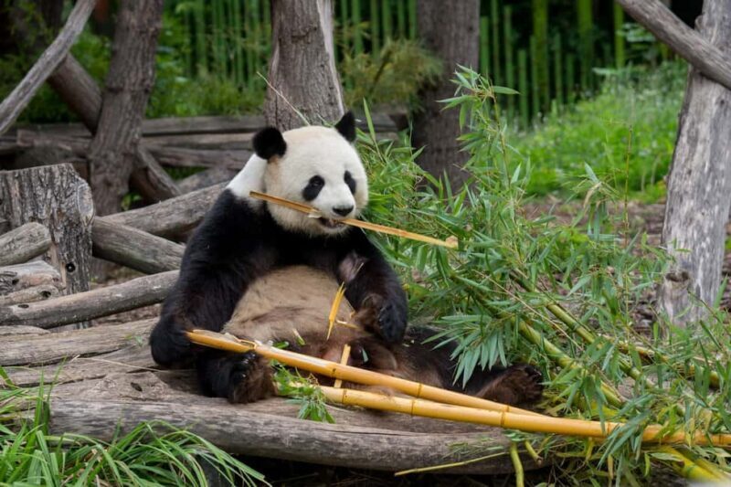 Private Transport to Berlin Zoo with Skip-the-line Ticket - The Value: Is It Worth the Price?