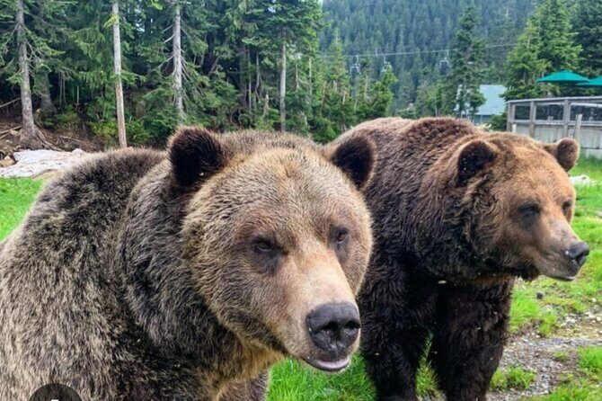 Private Transportation to Capilano Suspension Bridge Park - Deep Dive into the Itinerary