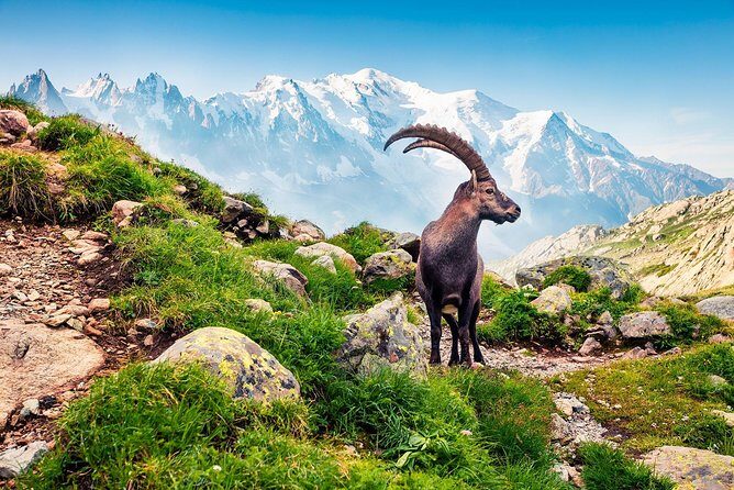 Private Trip from Geneva to Swiss Riviera Montreux & Chamonix - Final Thoughts