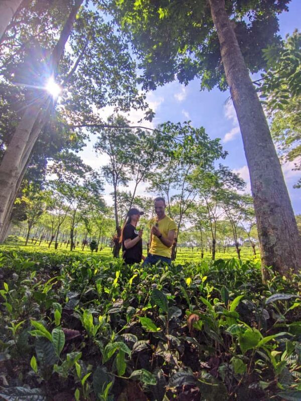 Private Trip Malang/Surabaya : Tour Tea Plantation Wonosari - Key Points
