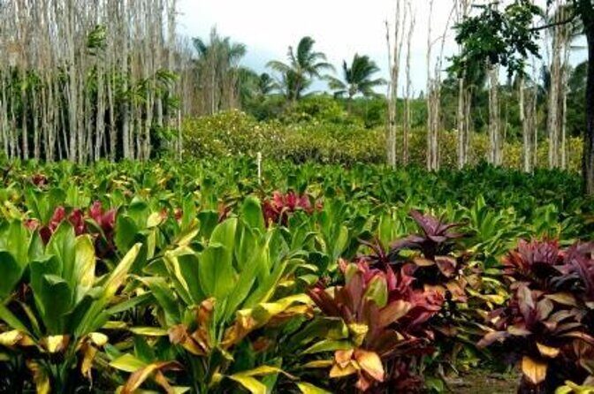 Private Tropics of Maui & Rainforest Valley: Kahului, Wailea, Kihei pick up - Key Points