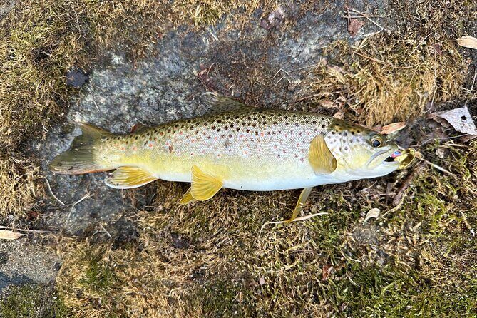 Private Trout Fishing Excursion in Virginia - FAQs