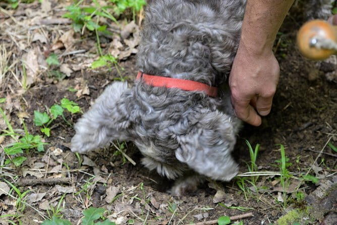 Private Truffle Hunting in Chianti from Florence - FAQs