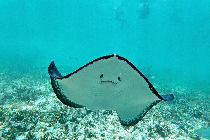 Private Tulum mayan ruins & Snorkel with Turtles in Akumal Adventure - Cenote Swim and Lunch: A Refreshing Finale