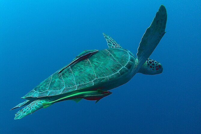 Private Tulum Ruins, Akumal Turtle Snorkel, and Cenote Tour - Price and Value Analysis