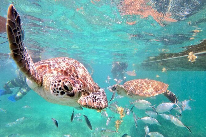 Private Tulum Ruins, Akumal Turtle Snorkel, and Cenote Tour - The Sum Up: Is This Tour Right for You?