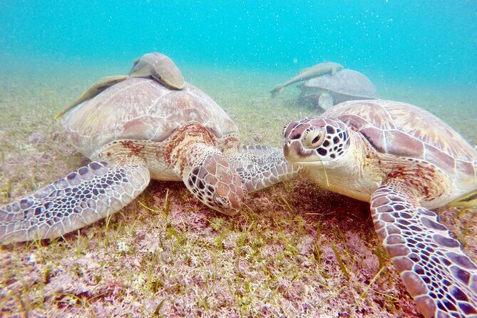 Private Tulum Ruins and Swim with Turtles - What You Can Expect from the Private Tulum Ruins and Swim with Turtles Tour