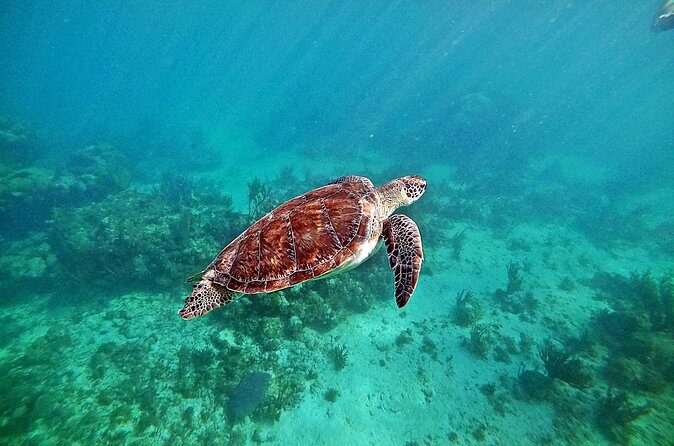 Private Tulum Ruins and Swim with Turtles - FAQs