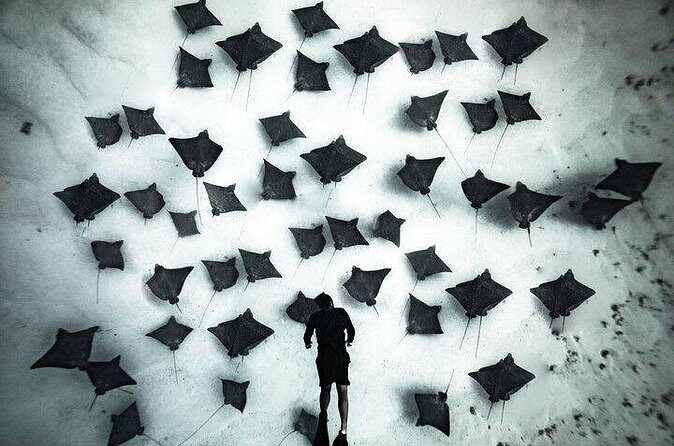 Private Turtle and Ray Tour Rarotonga - Who Will Love This Tour?