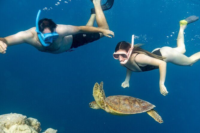 Private Turtle and Ray Tour Rarotonga - Final Thoughts