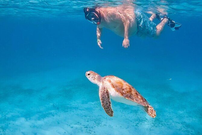 Private Turtle Spotting Snorkeling Excursion in Aruba - Key Points