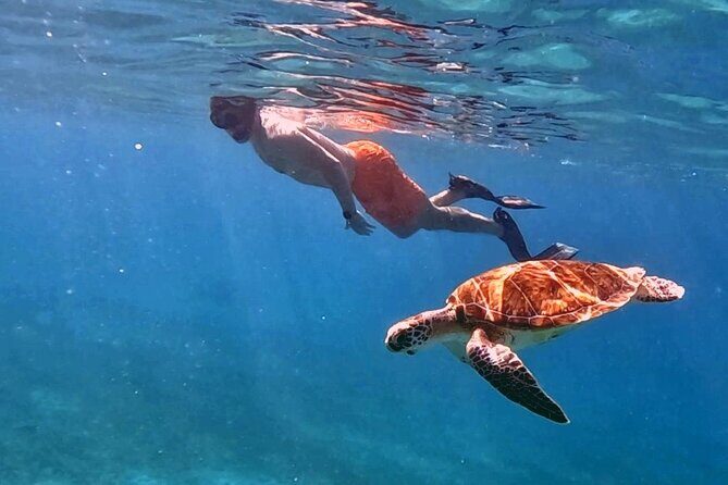 Private Turtle Spotting Snorkeling Excursion in Aruba - Practical Details and Tips