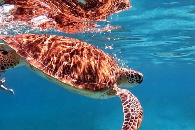 Private Turtle Spotting Snorkeling Excursion in Aruba - Whats the atmosphere like?