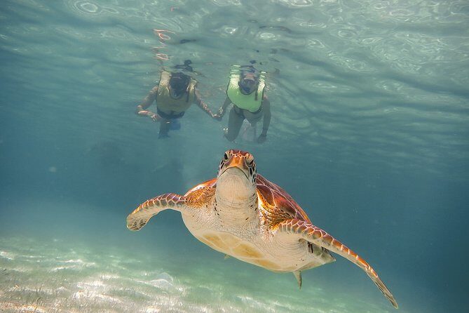 Private Turtles & Cenotes Adventure - Exploring the Itinerary: From Marine Encounters to Mystical Cenotes