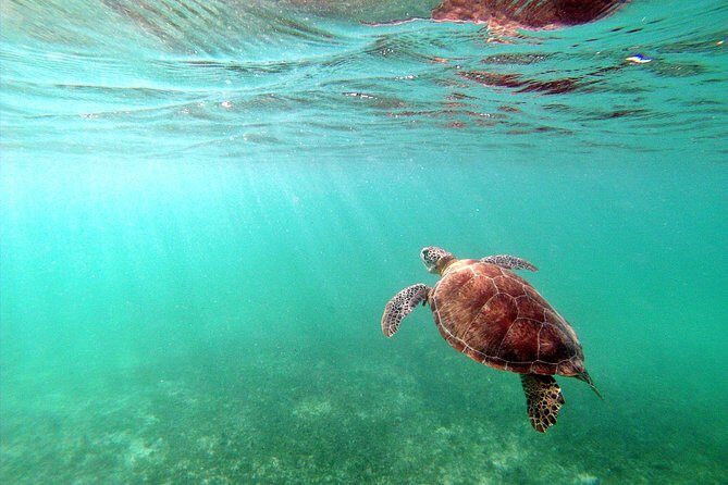 Private Turtles & Cenotes Adventure - FAQ