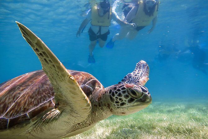 Private Turtles Express - The Itinerary: What to Expect from Start to Finish