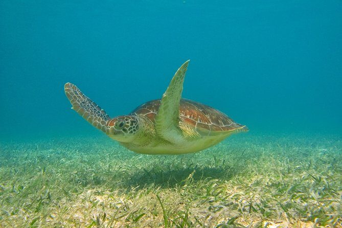 Private Turtles Express - The Sum Up: A Smart Choice for Authentic Encounters