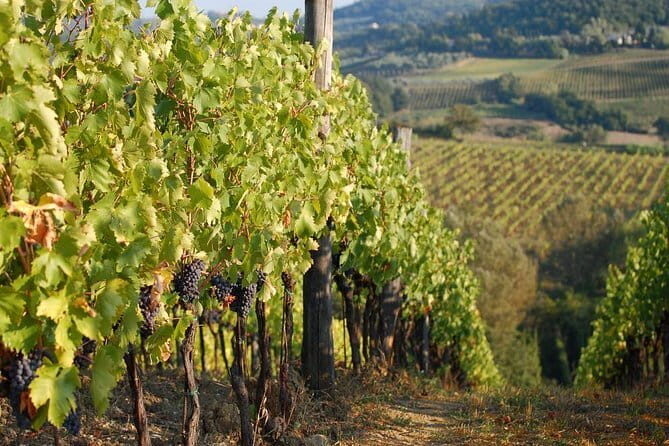 Private Tuscany Day Tour: San Gimignano and Chianti Wine Region from Florence - Transportation and Comfort