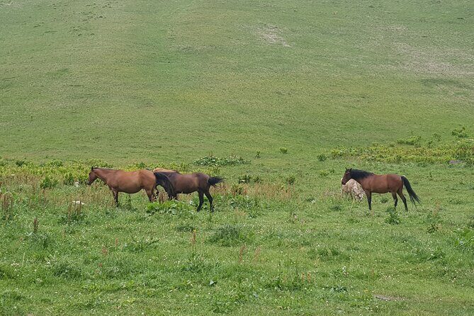 Private two days (one night) tour to Kazbegi and Juta with hikes - via Mtskheta. - Final Thoughts