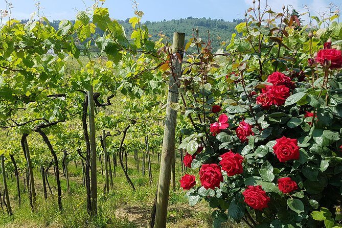 Private Txakoli Wine Tour through the Coast from San Sebastian - An In-Depth Look at the Itinerary